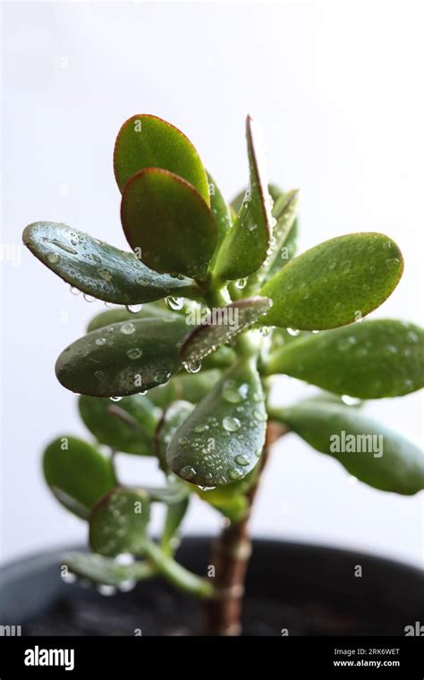 Crassula Ovata Commonly Known As Jade Plant Lucky Plant Money Plant