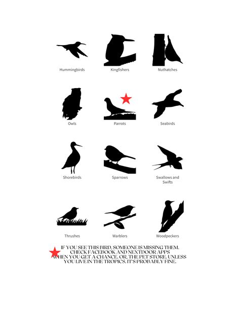 Amateur Newbie Birding Journal With Visual Aids Template R
