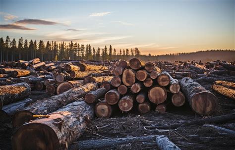 Premium Photo Golden Hour Photo Of A Logging Tree With Pines And Spruces Displaying A Stack Of Log
