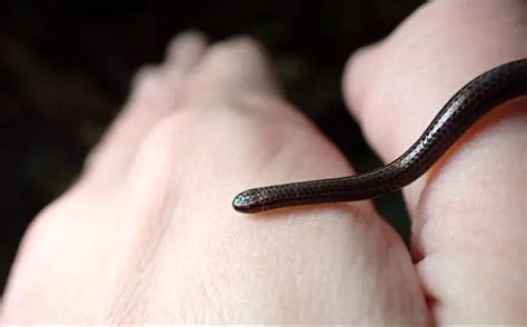 کوچک‌ترین مار دنیا شما را شگفت زده می‌کند؛ مار یا نودل