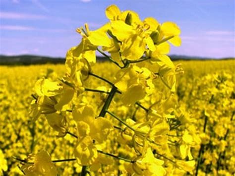 Названо найбільш урожайну на ріпак область — АГРОПОЛІТ