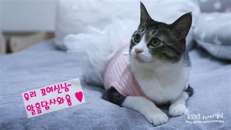 로마쌀롱 고양이 삼형제 옷입히기 ♥ 네이버 블로그