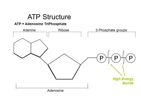 Illustrating The Structure Of The Adp Molecule