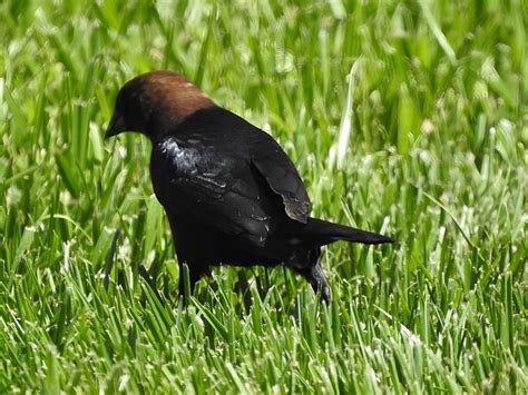 The Brown Headed Cowbird Natures Most Infamous Nest Invader