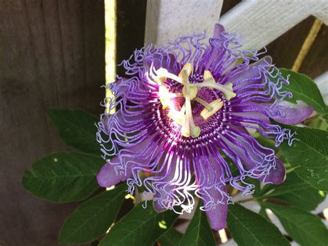Gardens Grace Passion Vine