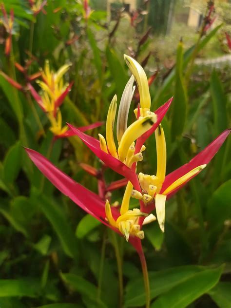 Heliconia Psittacorum Parrots Beak Parakeet Flower Parrots Flower