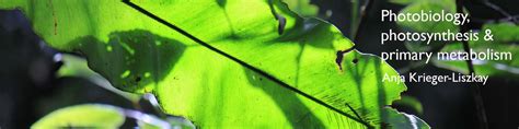Photobiology Photosynthesis And Primary Metabolism Physiologia Plantarum