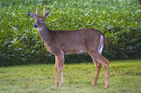 Premium Photo Portrait Of Deer Standing In Grass