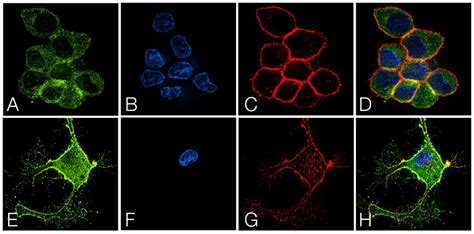 Abfinity Snap25 And Vamp1 Antibodies For Studying Neuronal Synaptic