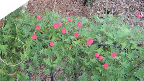 How To Grow Cardinal Climber Flowers Flower Plants By Garden Hobbies