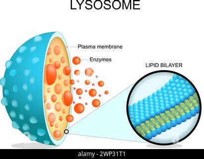 Lysosome Anatomy Cross Section Of A Cell Organelle Close Up Of A