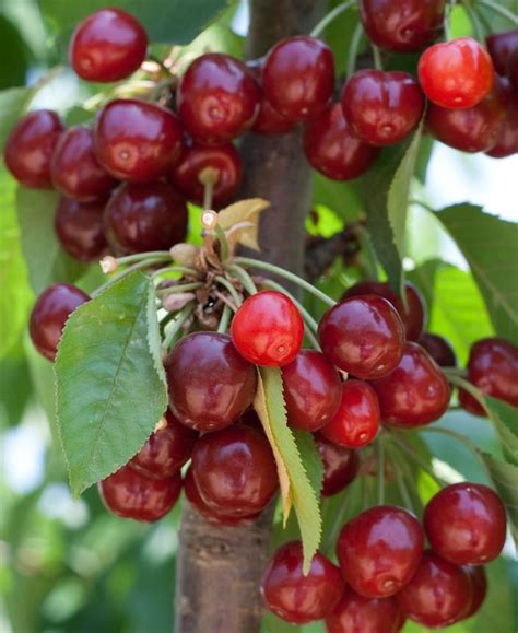 Dwarf Cherry Trees Highest Quality Plants Raintree Nursery