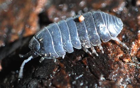 Sow Bugs Vs Pill Bugs Northwest Wildlife Online