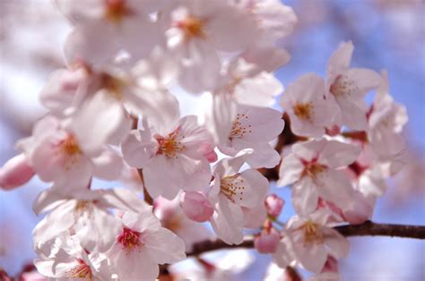 4月 桜のランチ スタートします 迎賓館ヴィクトリアグループのニュースイベント