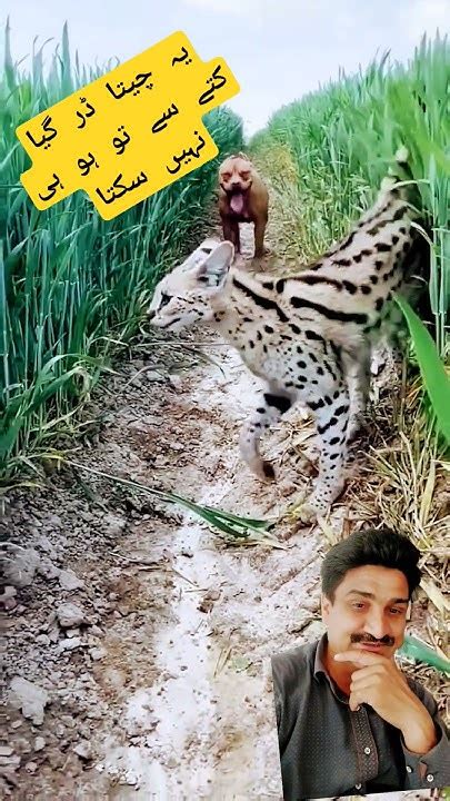 یہ گھر جو تھا نہ کتے کا تھا اس لئے چیتا کر گیا چیتا جنگل کا شعر ہے جنگل میں کسی کے ساتھ نہیں