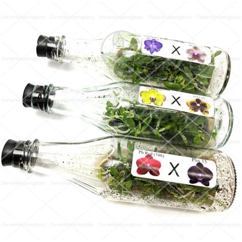 Jual Bibit Anggrek Bulan Botol Warna Langka Import Ph PGU X Ph Plo Kota Batu OKB Orchid