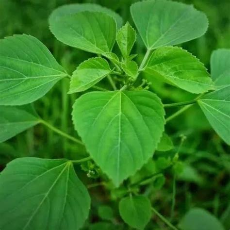 Nettle Leaf Extract Urtica Dioica Extract Packaging Type Polybag