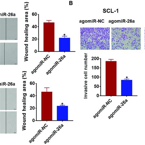 Mir 26a Suppresses Migration And Invasion In Cscc Cells Mir 26a Or Its