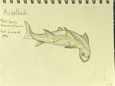 Decided Too Draw The Acanthodii The First Shark Species From The
