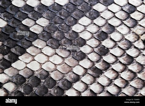 Structure Natural Snake Skin Pattern Piton Skin Background Python Skin Texture Background The