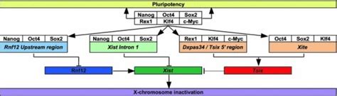 Extended Network Coupling X Inactivation And Pluripotency The Diagram