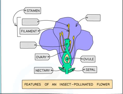 Diagram Of 3 A Insect Pollinated Flowers Quizlet