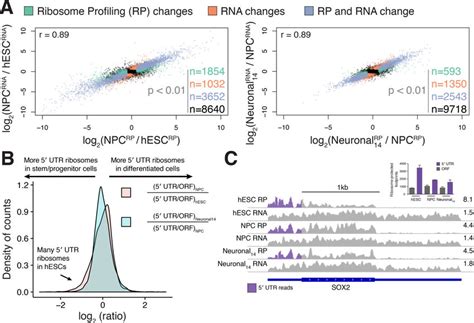 Gene Level Translational Control During Human Neuronal Differentiation