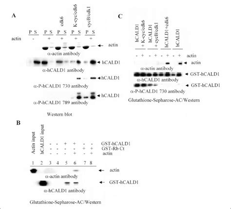 Reduced Binding To Actin Of Caldesmon Phosphorylated By K Cyclincdk6