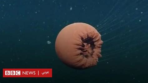 ظهور قنديل البحر الأحمر النادر Bbc News عربي