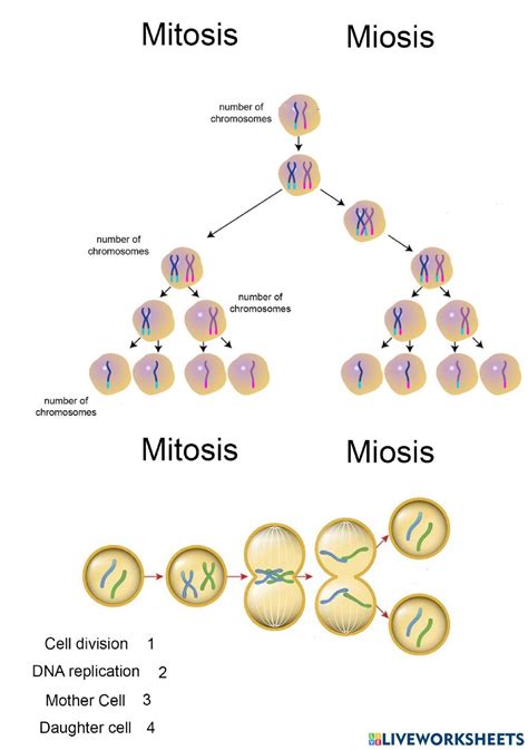 ficha online de mitosis miosis para grade 8 puedes hacer los ejercicios online o descargar la