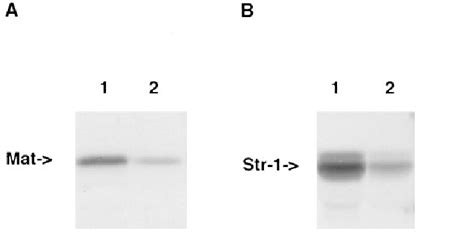 Steroid Regulation Of Mmp Expression In Vitro Detection And Steroidal