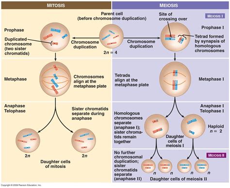 10 Perbedaan Pembelahan Mitosis Dan Meiosis Materi Ki