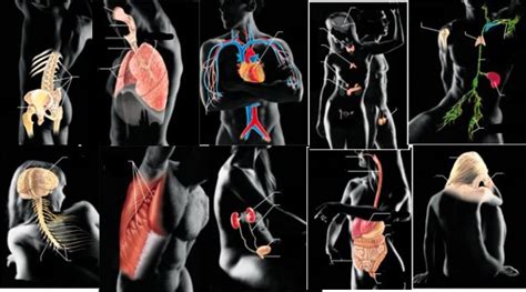 Organ Systems Diagram Quizlet
