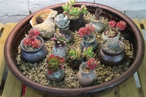 항아리뚜껑으로 다육식물화분꾸미기 네이버 블로그