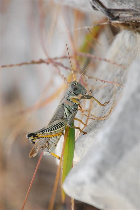 Climb Wise Grasshopper By Green Day 420 On Deviantart
