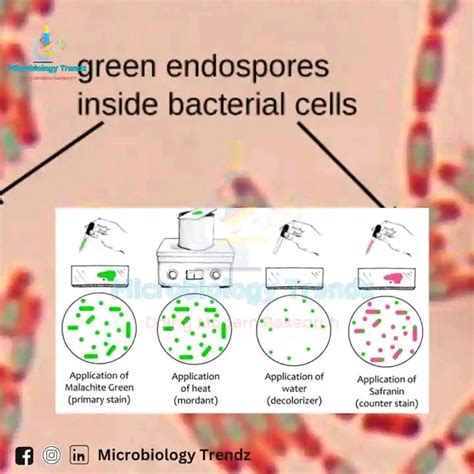 What Is Endospore Staining Emmanuel Owusu Frimpong Posted On The