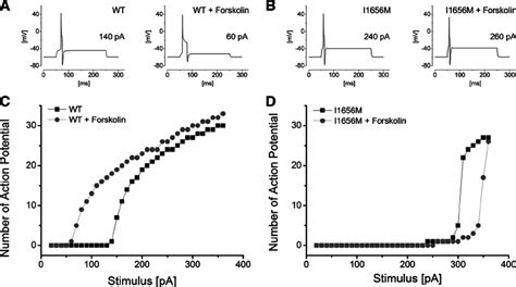 Effects Of Pka Activator On Neuronal Firing In Computational Models Download Scientific Diagram