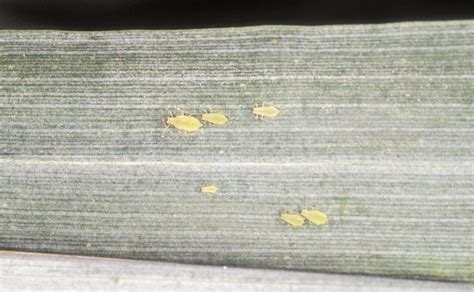Wheat Diseases And Pests Description Uses Propagation