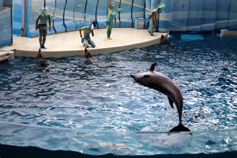 イルカショー フリー写真：無料 風景 写真 フリー素材集yutti Photo