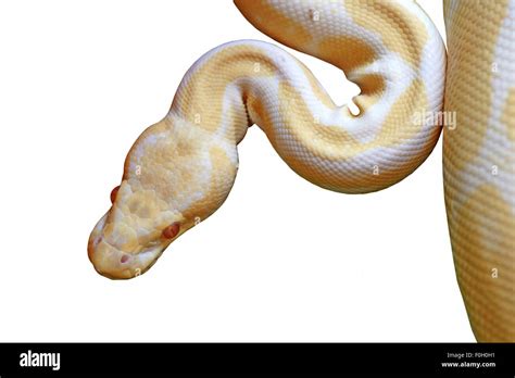 Python Réticulé Albinos Python Reticulatus Isolé Sur Fond Blanc Photo