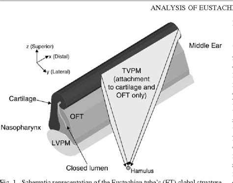 Figure 1 From Finite Element Analysis Of Active Eustachian Tube Function Semantic Scholar
