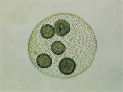 Biology 1510 Lab Midterm Flashcards Quizlet