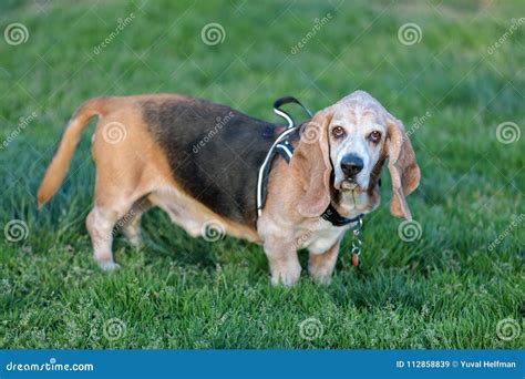 Basset Hound Adult Male Portrait Stock Image Image Of Adult Breeds
