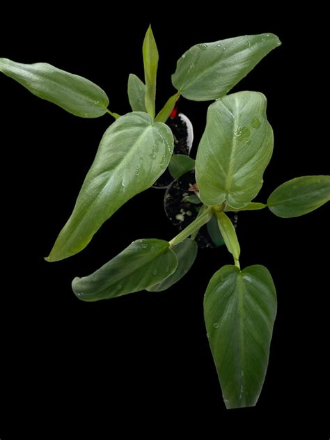 Philodendron Maximum Plant Vault