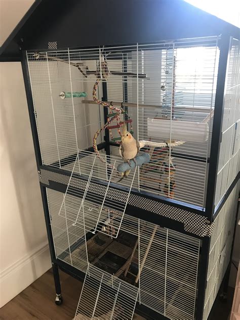 Cockatiel Cage Bar Spacing Parrot Forum Parrot Owners Community