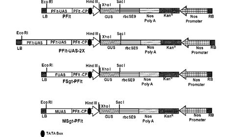 Schematic Map Of Recombinant Promoter Constructs Graphical