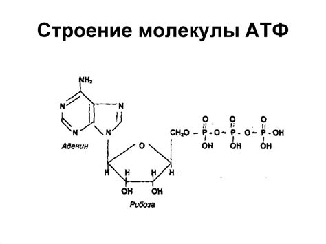 Молекула атф картинки (48 фото)