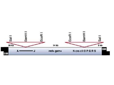 Mapping The Human Genome Genetic Mapping Physical Mapping