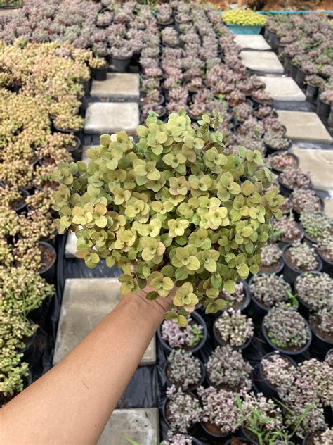 ริบบิ้นชาลี สีทอง ทรงพุ่มอวบๆ ส่งพร้อมกระถาง 4” Lady All Garden