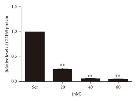 The Protein Level Of Cd163 Influenced Abo Induced Bmsc Differentiation